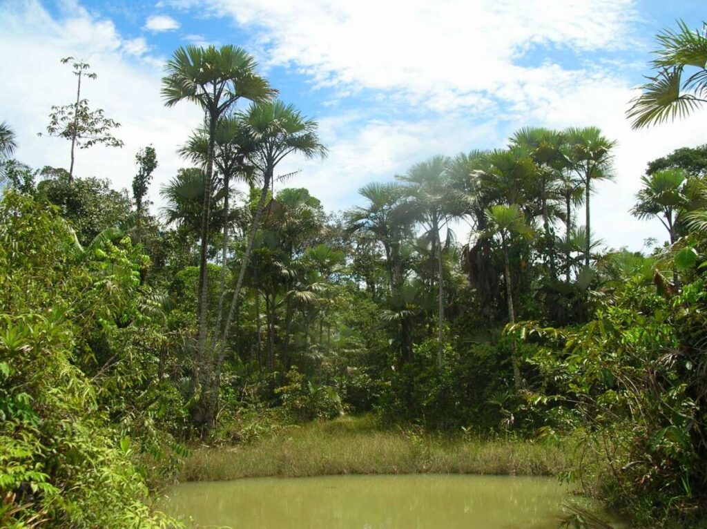 Fundación Semblanzas del Río Guapi – Corpografías